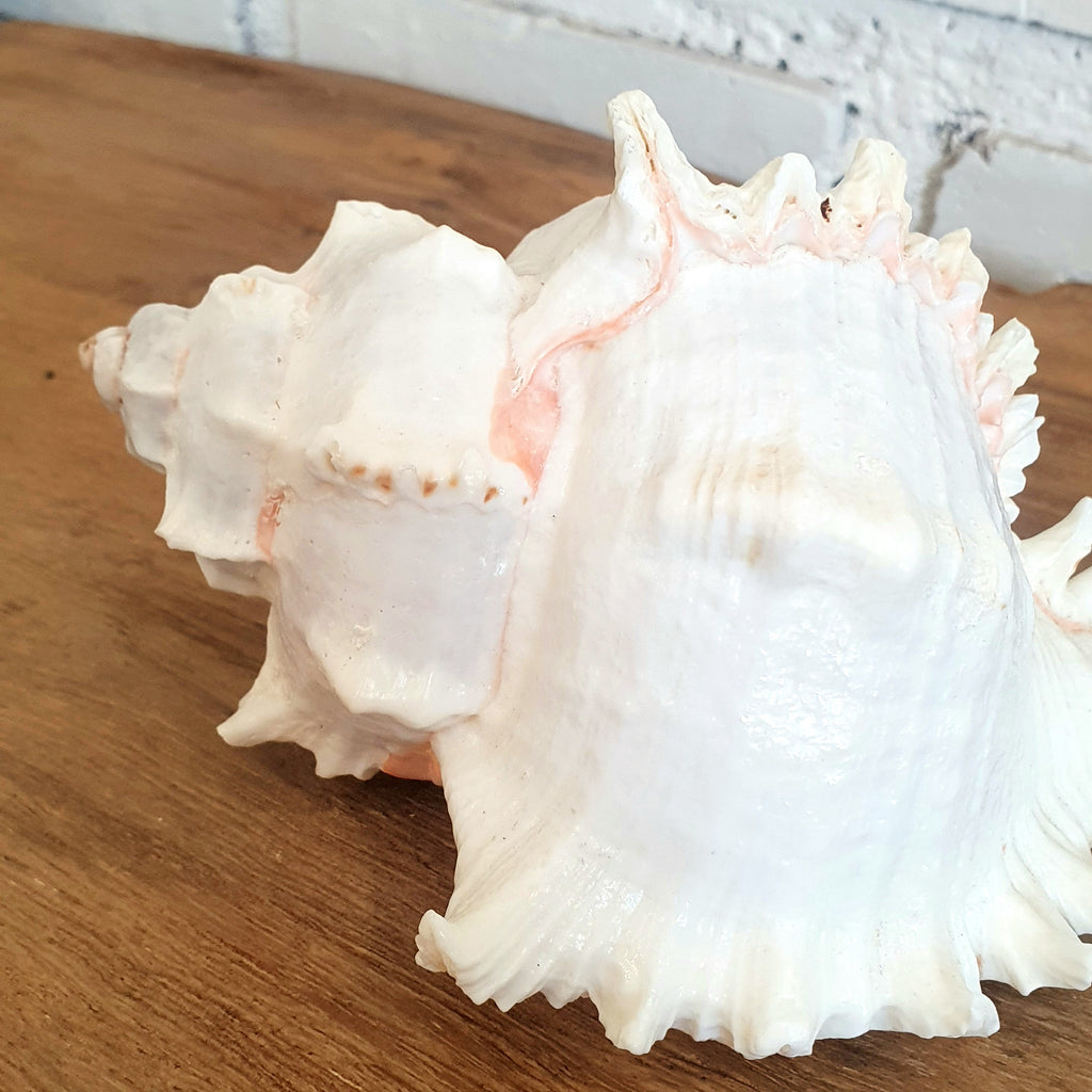 Spiny White Murex Shell Decoration – Canggu & Co