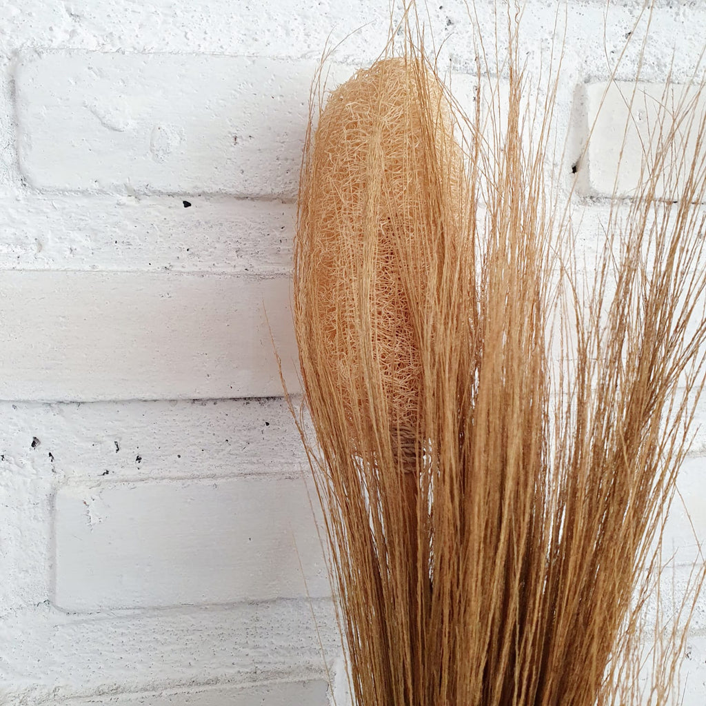 Exotic Pampas Loofah Fronds – Canggu & Co