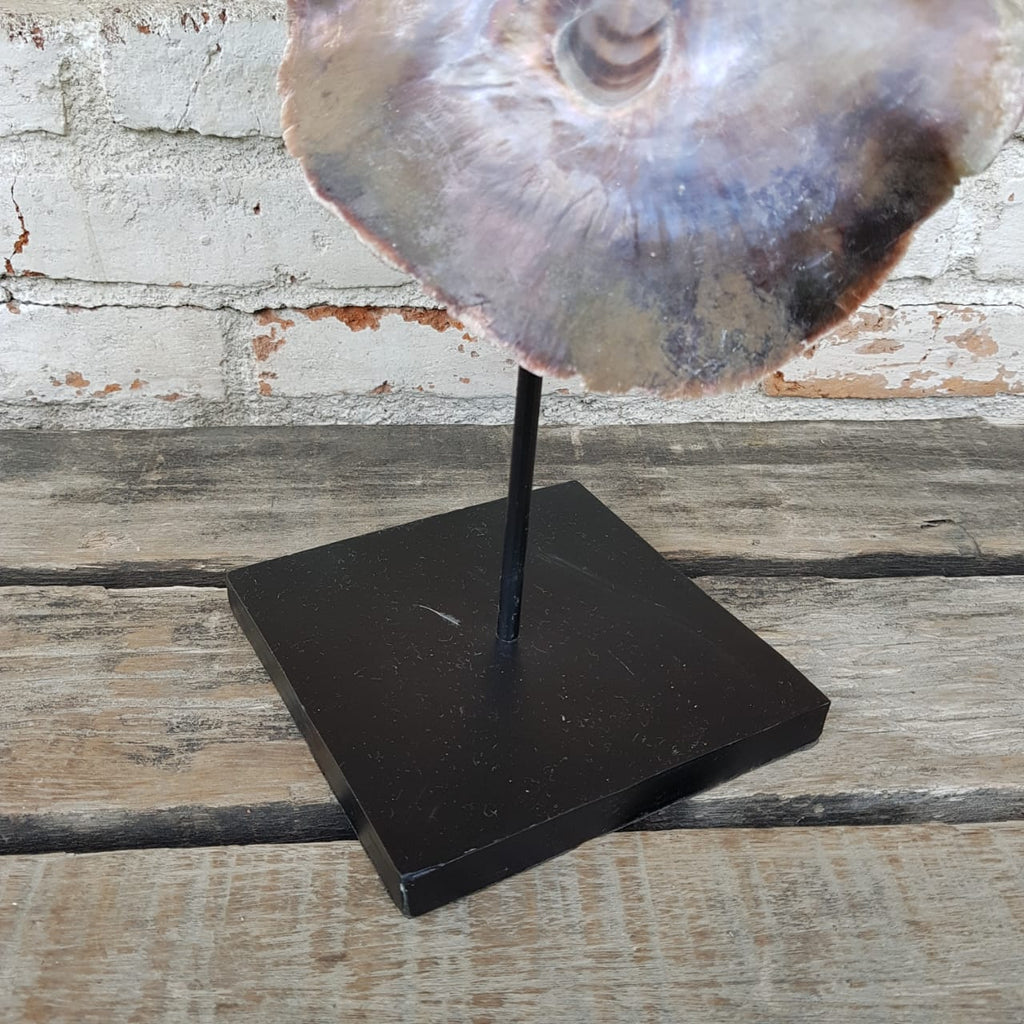 Large Sea Clam Shell Pendant Style Decor With Stand – Canggu & Co