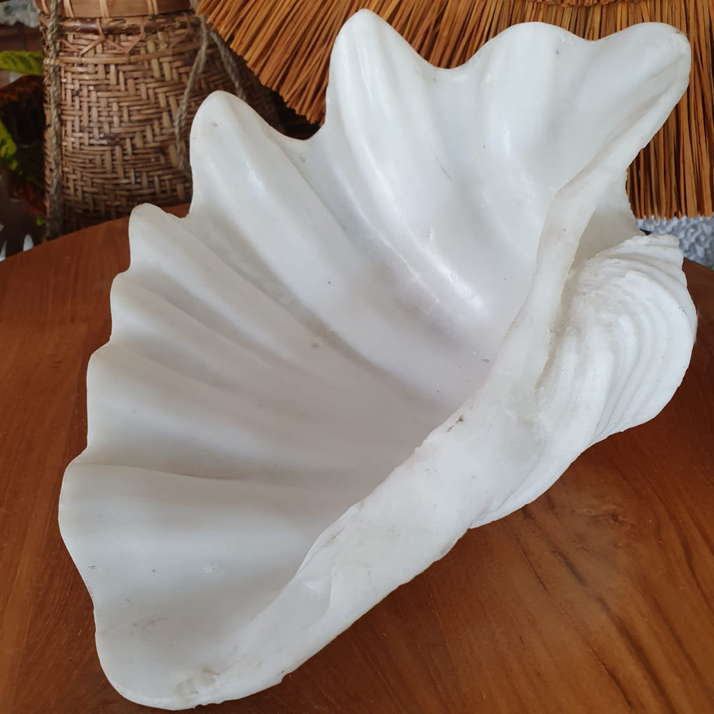 Large Resin Clam Shells – Canggu & Co